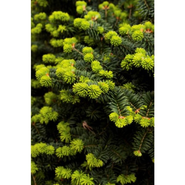 Balsam Fir, Dwarf - A+ Garden Center | Duluth, Minnesota | Plants ...