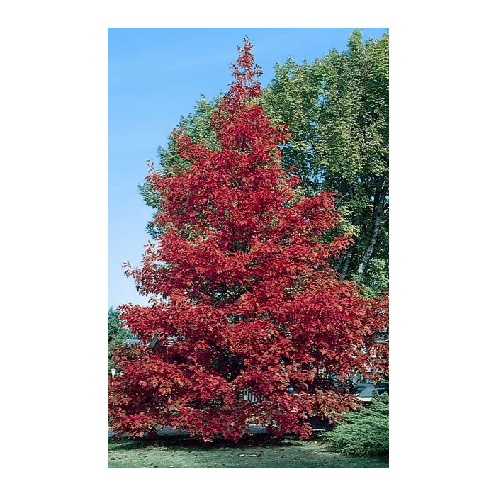 Trees – A+ Garden Center | Duluth, Minnesota | Plants, Trees, Shrubs ...