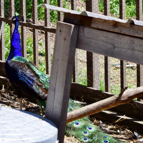 Home - A+ Garden Center | Duluth, Minnesota | Plants, Trees, Shrubs ...