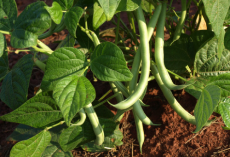 Bean, Blue Lake Bush - A+ Garden Center | Duluth, Minnesota | Plants ...