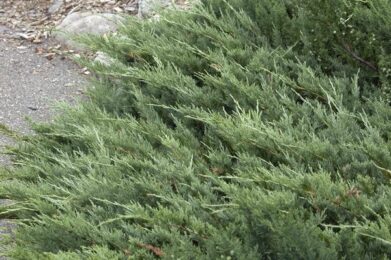 Juniper, Hughes - A+ Garden Center | Duluth, Minnesota | Plants, Trees ...