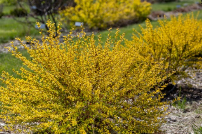 Ninebark, First Editions Lucky Devil - A+ Garden Center | Duluth ...