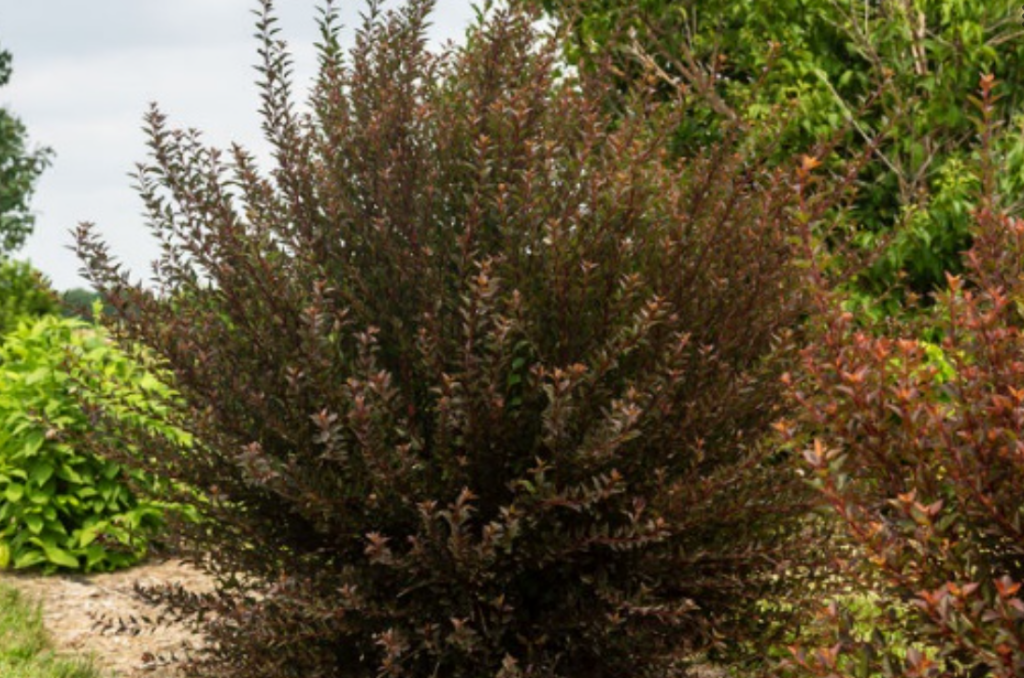 Ninebark, First Editions Spicy Devil - A+ Garden Center | Duluth ...