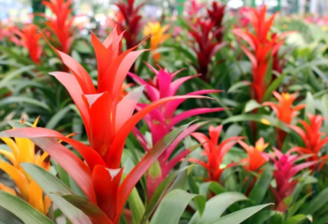Bromeliad, Assorted - A+ Garden Center | Duluth, Minnesota | Plants ...