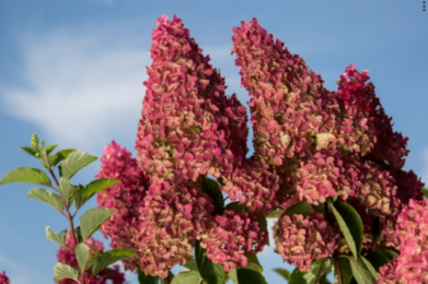 Hydrangea, First Editions® Berry White® Panicle - A+ Garden Center ...