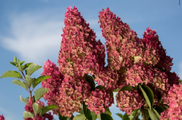 Hydrangea, First Editions® Berry White® Panicle - A+ Garden Center ...