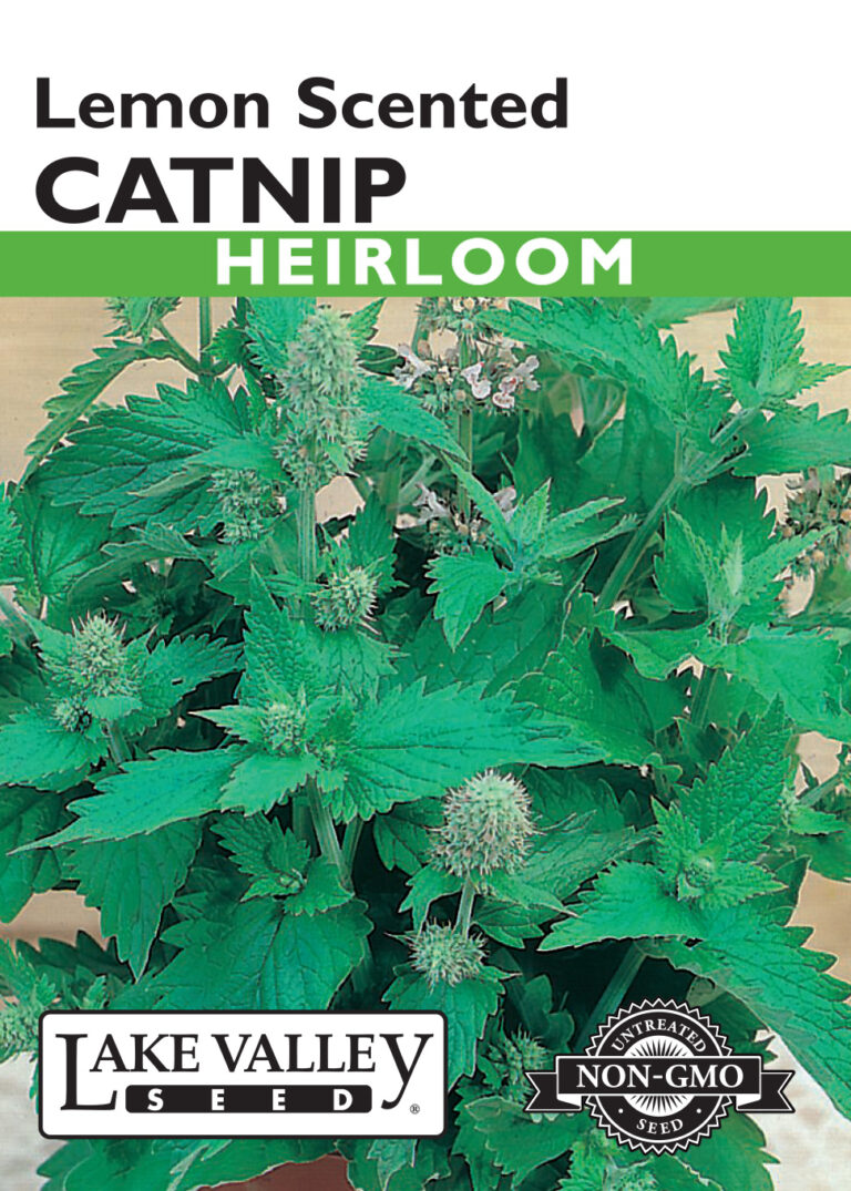 Catnip, Lemon Scented Heirloom - A+ Garden Center | Duluth, Minnesota ...