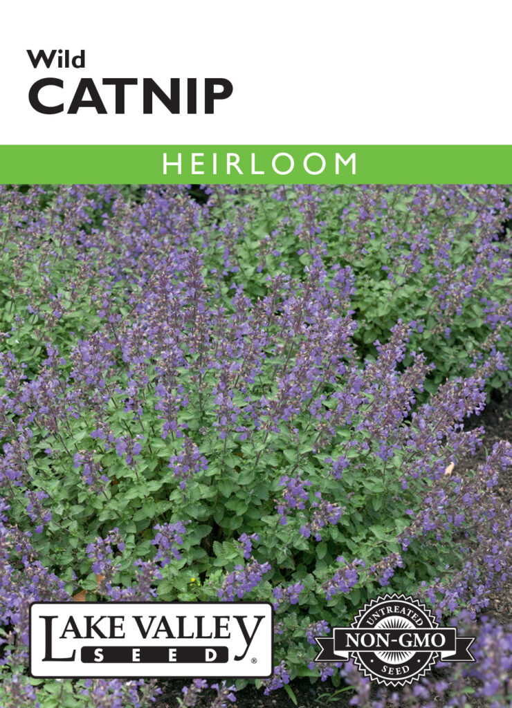 Catnip, Wild Heirloom - A+ Garden Center | Duluth, Minnesota | Plants ...