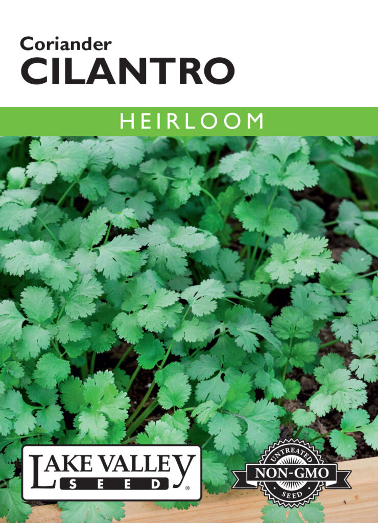 Cilantro, Coriander Heirloom - A+ Garden Center | Duluth, Minnesota ...