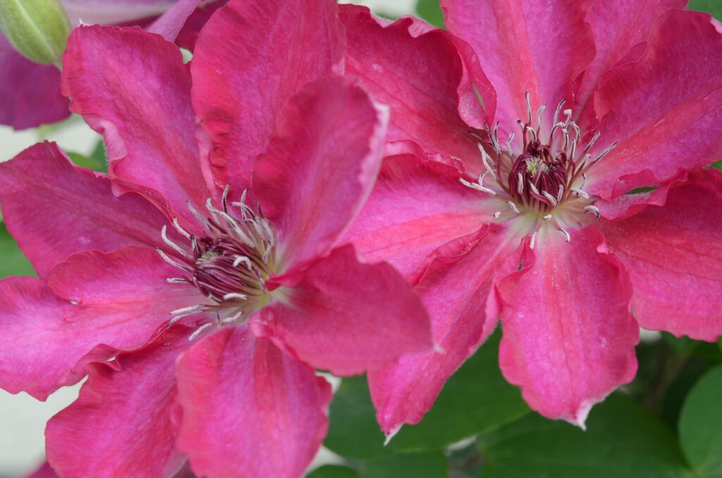 Clematis, Tekla - A+ Garden Center | Duluth, Minnesota | Plants, Trees ...