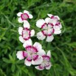 Dianthus, Arctic Fire - A+ Garden Center | Duluth, Minnesota | Plants ...