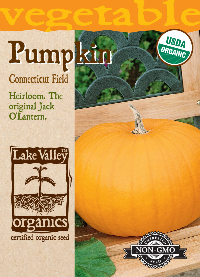 Pumpkin, Connecticut Field - A+ Garden Center | Duluth, Minnesota ...