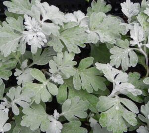 Wormwood, Mori's Strain - A+ Garden Center | Duluth, Minnesota | Plants ...