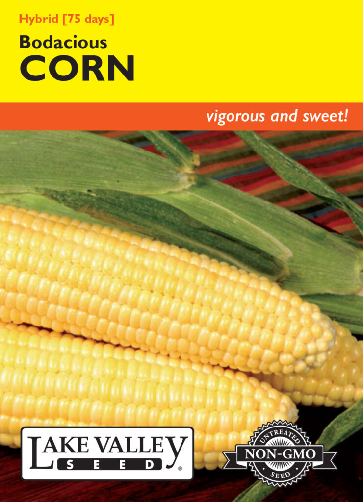 Corn, Sweet Bodacious Hybrid - A+ Garden Center | Duluth, Minnesota ...