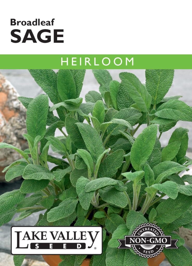 Sage, Broadleaf Heirloom - A+ Garden Center | Duluth, Minnesota ...