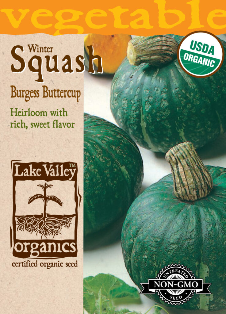 Squash, Burgess Buttercup (Winter) Organic - A+ Garden Center | Duluth ...