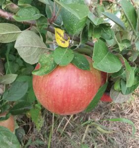 Apple, Haralson - A+ Garden Center | Duluth, Minnesota | Plants, Trees ...
