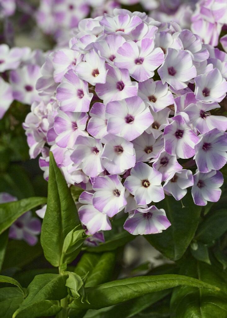 Phlox, Flame®Garden 'Lilac Star' - A+ Garden Center | Duluth, Minnesota | Plants, Trees, Shrubs ...