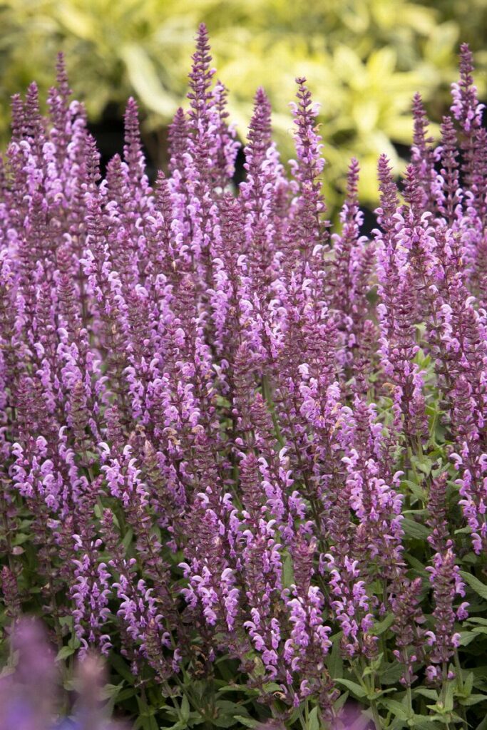 Salvia, Apex™Pink - A+ Garden Center | Duluth, Minnesota | Plants ...