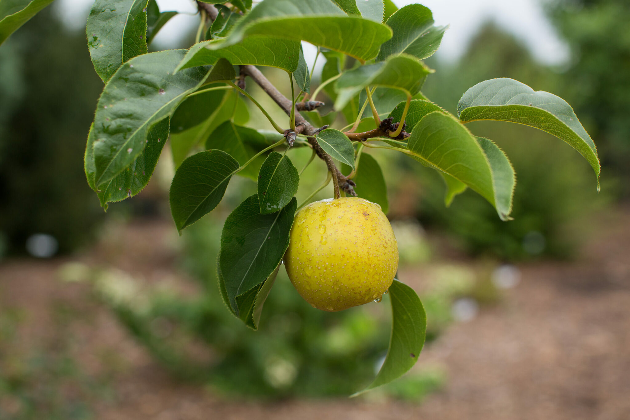 Asian Pear, First Editions Tawara - A+ Garden Center | Duluth ...