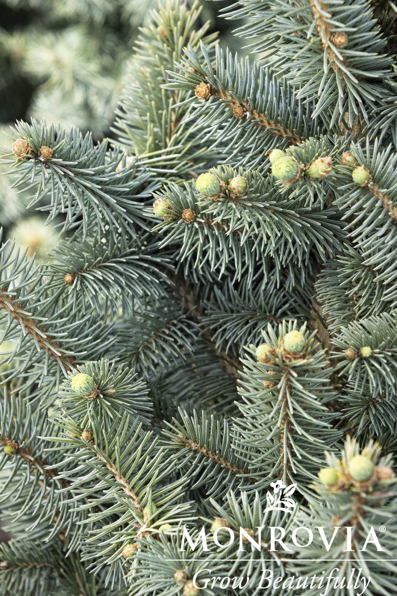 Spruce JeanGenie Colorado Blue - A+ Garden Center | Duluth, Minnesota ...