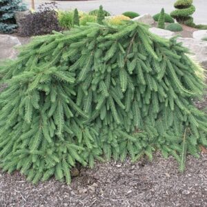 Spruce Weeping Norway - A+ Garden Center | Duluth, Minnesota | Plants ...